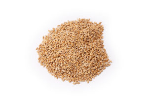 Organic Hard Red Wheat Berries | Royal Lee Organics